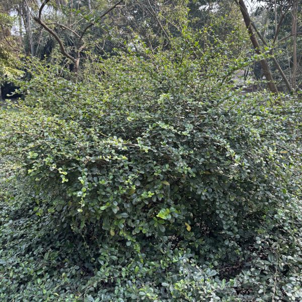 Ehretia microphylla | Fukien tea tree - Indian plants | Garden plants