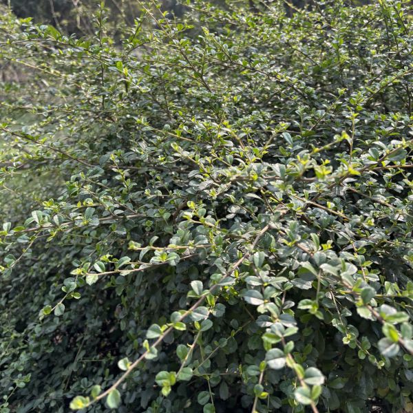 Ehretia microphylla | Fukien tea tree - Indian plants | Garden plants