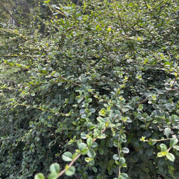 Ehretia microphylla | Fukien tea tree - Indian plants | Garden plants