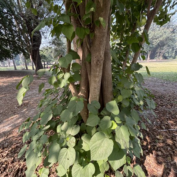 Kleinhovia hospita | Guest tree - Indian trees | Garden trees