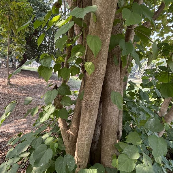 Kleinhovia hospita | Guest tree - Indian trees | Garden trees