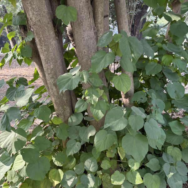 Kleinhovia hospita | Guest tree - Indian trees | Garden trees