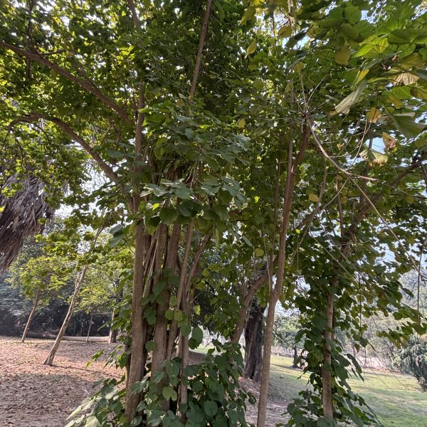 Kleinhovia hospita | Guest tree - Indian trees | Garden trees