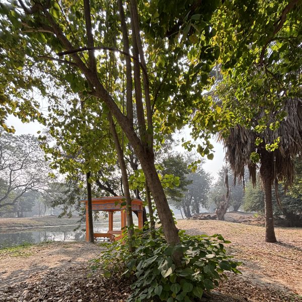 Kleinhovia hospita | Guest tree - Indian trees | Garden trees