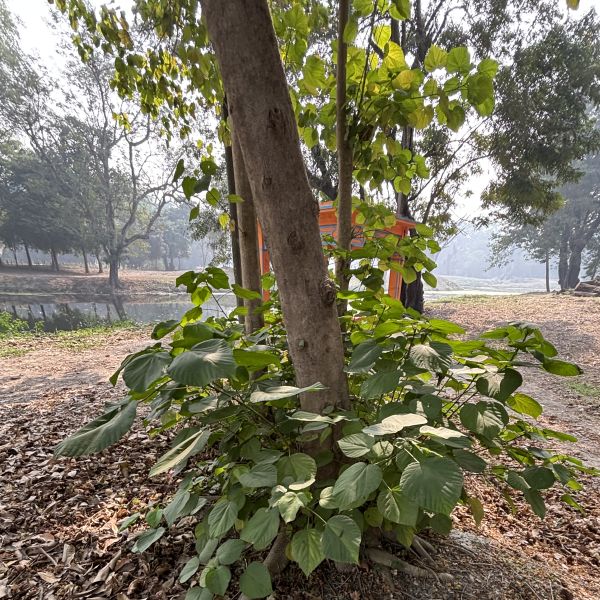Kleinhovia hospita | Guest tree - Indian trees | Garden trees