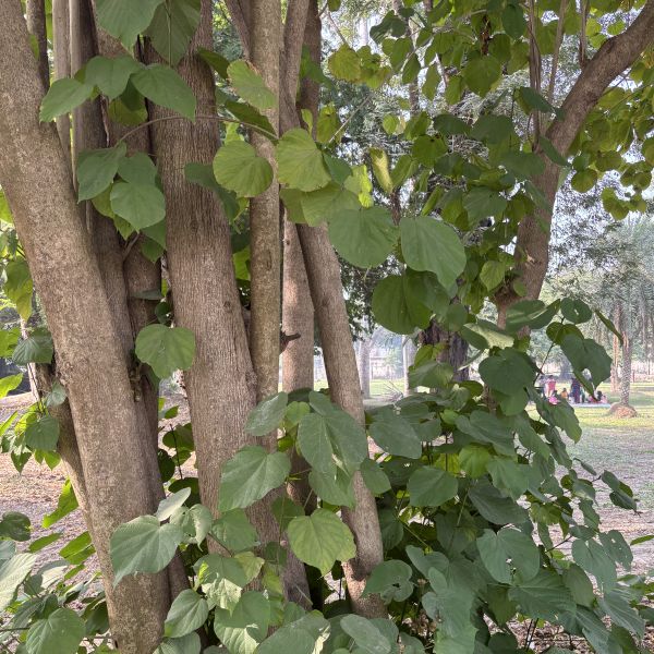 Kleinhovia hospita | Guest tree - Indian trees | Garden trees