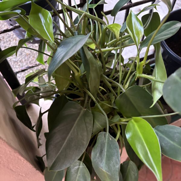 Philodendron Mia | Green Princess - Garden plants | Leafy plants