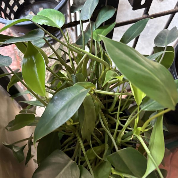 Philodendron Mia | Green Princess - Garden plants | Leafy plants