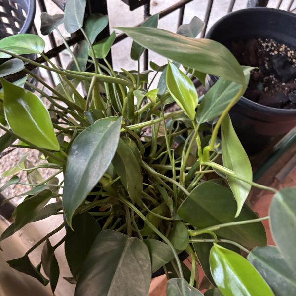 Philodendron Mia | Green Princess - Garden plants | Leafy plants