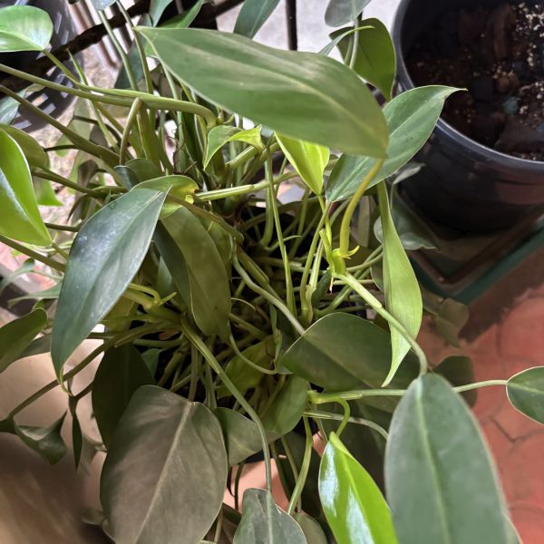 Philodendron Mia | Green Princess - Garden plants | Leafy plants