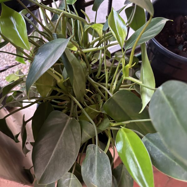 Philodendron Mia | Green Princess - Garden plants | Leafy plants