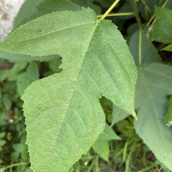 Broussonetia papyrifera | Paper mulberry - Indian Trees