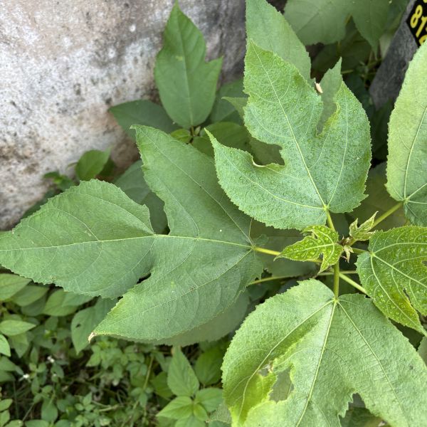 Broussonetia papyrifera | Paper mulberry - Indian Trees