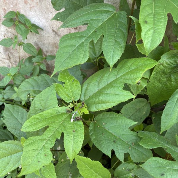 Broussonetia papyrifera | Paper mulberry - Indian Trees