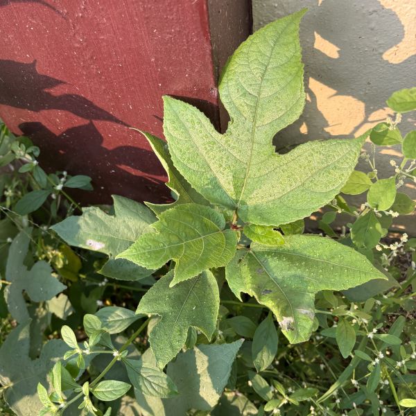 Broussonetia papyrifera | Paper mulberry - Indian Trees