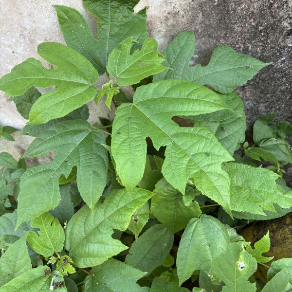 Broussonetia papyrifera | Paper mulberry - Indian Trees