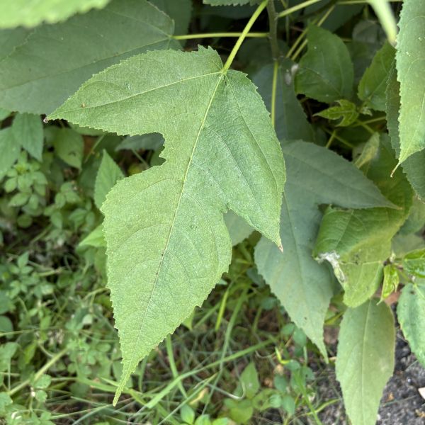 Broussonetia papyrifera | Paper mulberry - Indian Trees