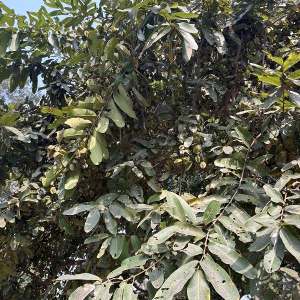 Terminalia arjuna | Arjuna tree - Indian Trees | Medicinal trees