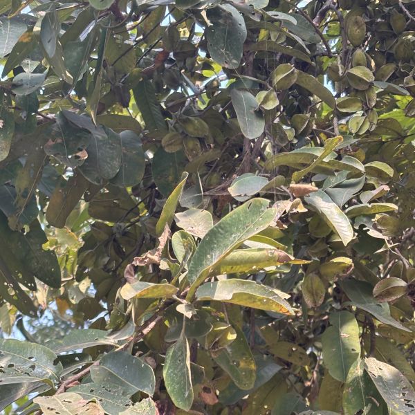 Terminalia arjuna | Arjuna tree - Indian Trees | Medicinal trees