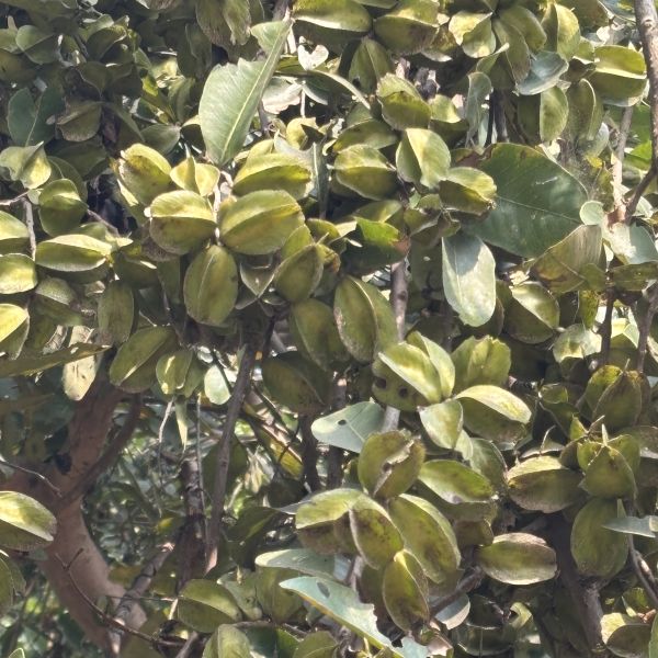Terminalia arjuna | Arjuna tree - Indian Trees | Medicinal trees