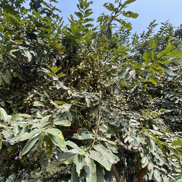 Terminalia arjuna | Arjuna tree - Indian Trees | Medicinal trees