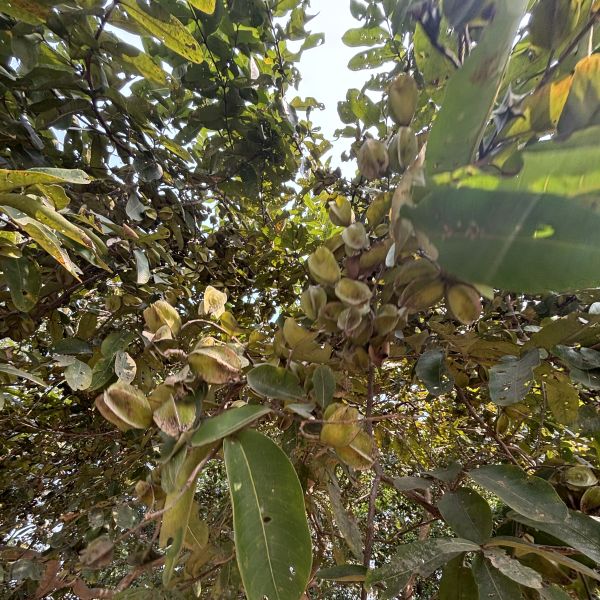 Terminalia arjuna | Arjuna tree - Indian Trees | Medicinal trees