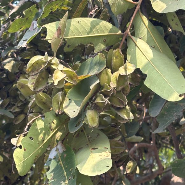 Terminalia arjuna | Arjuna tree - Indian Trees | Medicinal trees