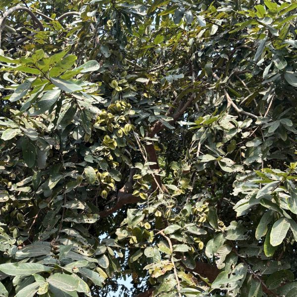 Terminalia arjuna | Arjuna tree - Indian Trees | Medicinal trees