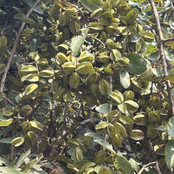 Terminalia arjuna | Arjuna tree - Indian Trees | Medicinal trees