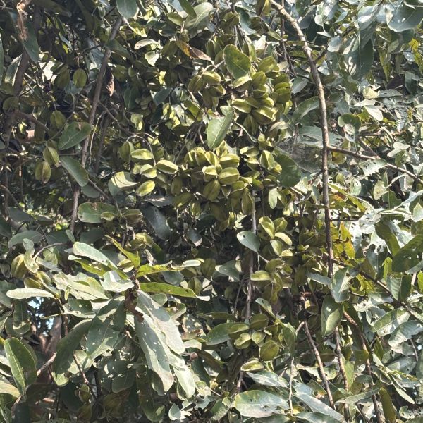 Terminalia arjuna | Arjuna tree - Indian Trees | Medicinal trees
