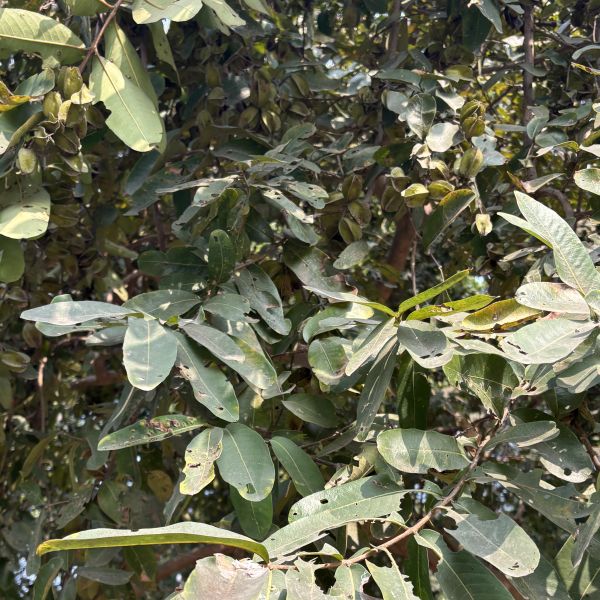 Terminalia arjuna | Arjuna tree - Indian Trees | Medicinal trees