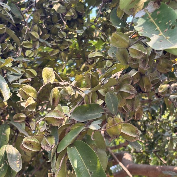 Terminalia arjuna | Arjuna tree - Indian Trees | Medicinal trees