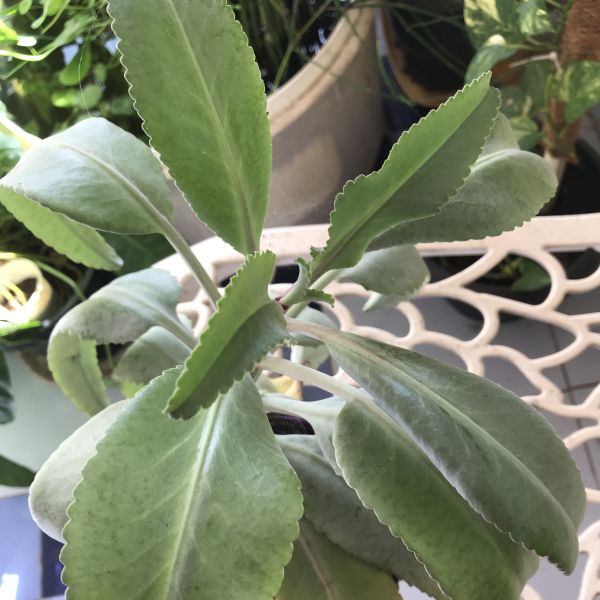 Kalanchoe gastonis-bonnieri | Donkey ear plant - Succulent garden plants
