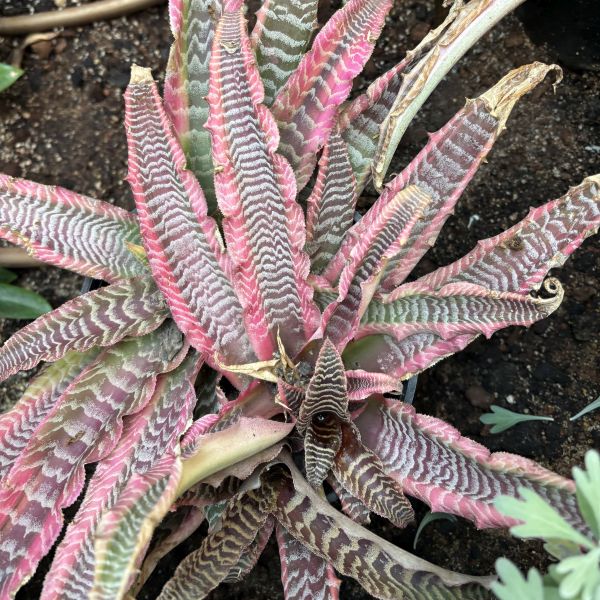 Cryptanthus zonatus | Earth star - Leafy garden plants
