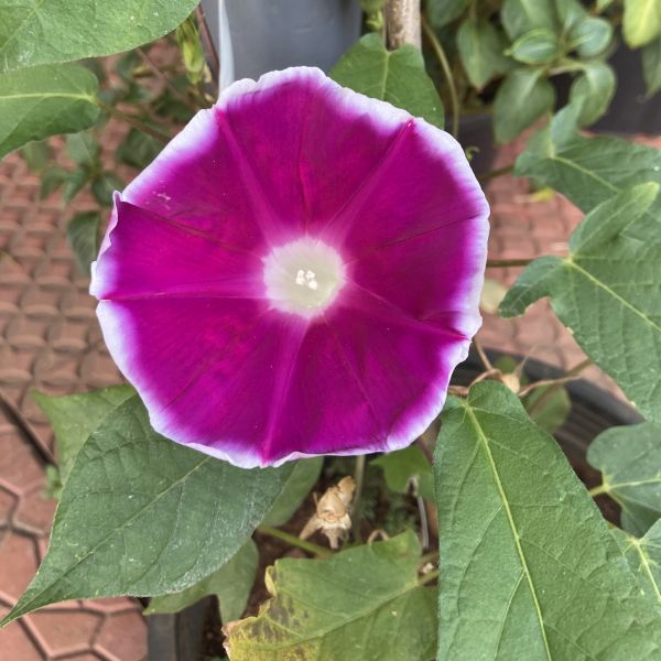 Ipomoea nil | Blue morning glory - Indian garden flowering plants