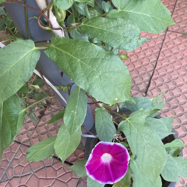 Ipomoea nil | Blue morning glory - Indian garden flowering plants