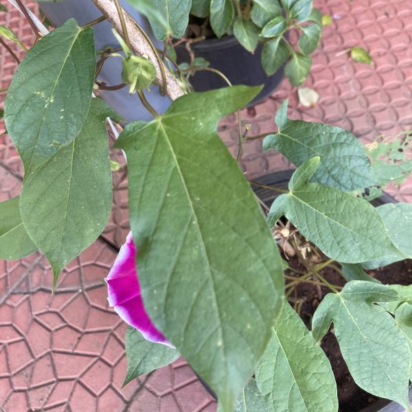 Ipomoea nil | Blue morning glory - Indian garden flowering plants