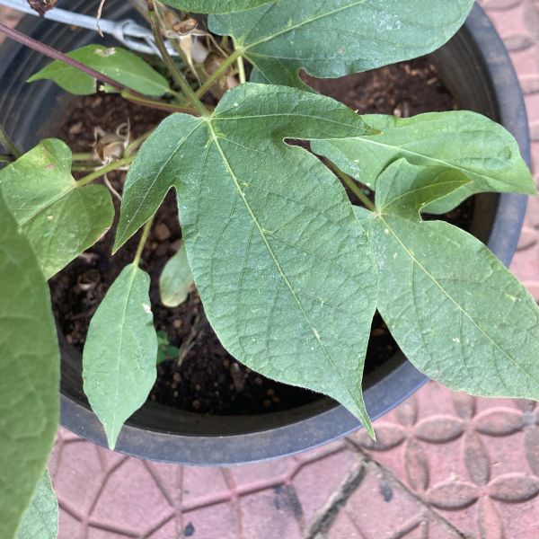 Ipomoea nil | Blue morning glory - Indian garden flowering plants