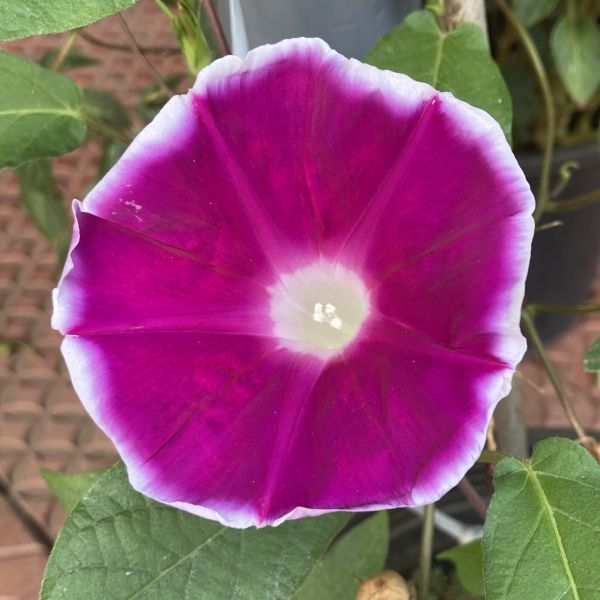 Ipomoea nil | Blue morning glory - Indian garden flowering plants