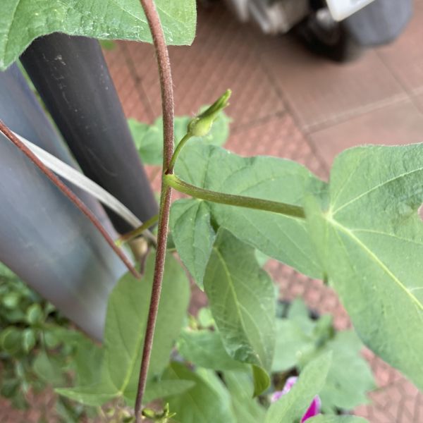 Ipomoea nil | Blue morning glory - Indian garden flowering plants