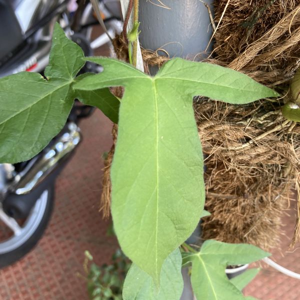 Ipomoea nil | Blue morning glory - Indian garden flowering plants
