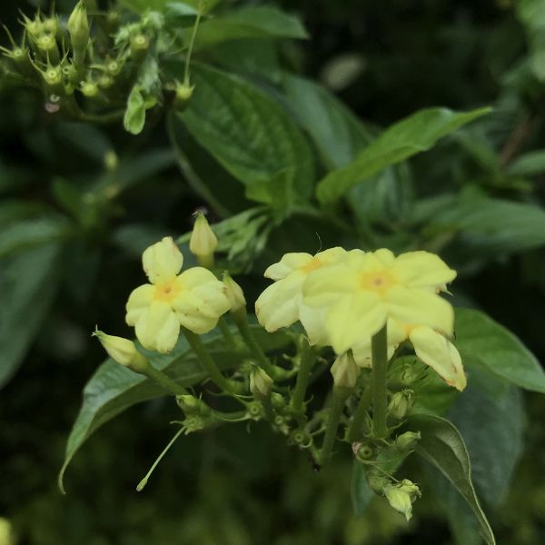 Mussaenda frondosa | Dhobi tree - Indian Flowering plants