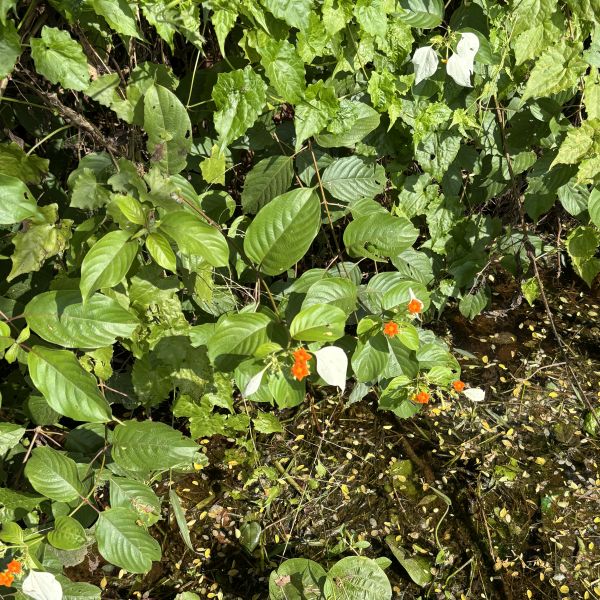 Mussaenda frondosa | Dhobi tree - Indian Flowering plants