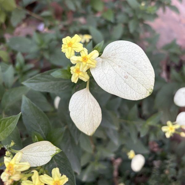 Mussaenda frondosa | Dhobi tree - Indian Flowering plants