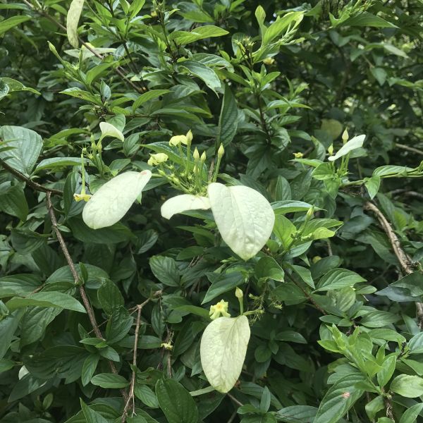 Mussaenda frondosa | Dhobi tree - Indian Flowering plants