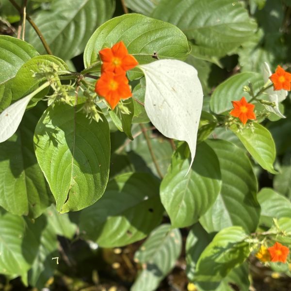 Mussaenda frondosa | Dhobi tree - Indian Flowering plants