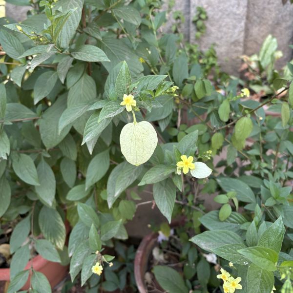 Mussaenda frondosa | Dhobi tree - Indian Flowering plants