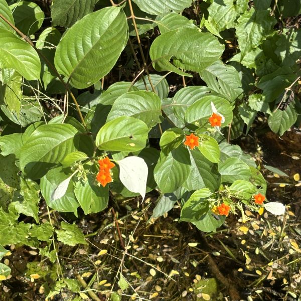 Mussaenda frondosa | Dhobi tree - Indian Flowering plants