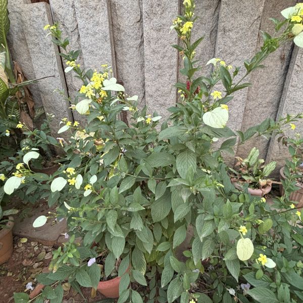 Mussaenda frondosa | Dhobi tree - Indian Flowering plants