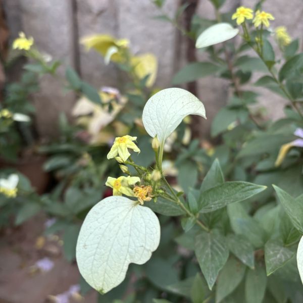 Mussaenda frondosa | Dhobi tree - Indian Flowering plants